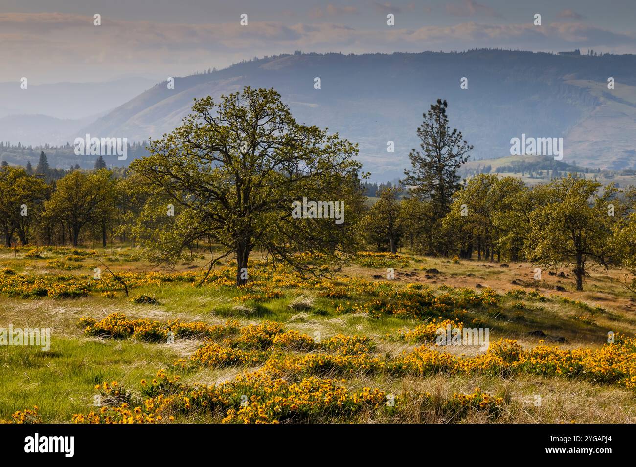USA, Oregon, Columbia Gorge, springtime and flowering yellow balsamroot ...