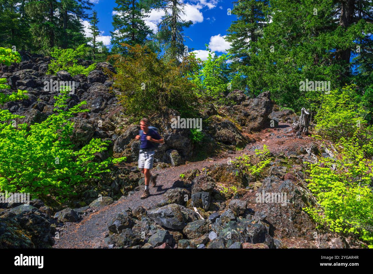Hiker on the Proxy Falls trail, Three Sisters Wilderness, Oregon, USA ...