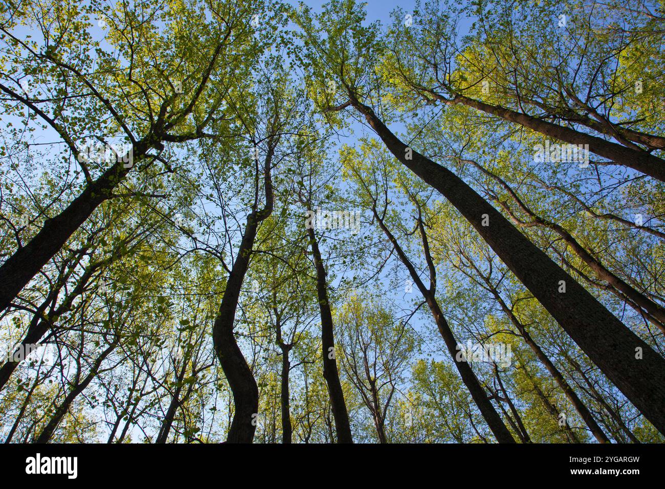 USA, Virginia. Shenandoah National Park.'tulip tree', or "tulip poplar ...
