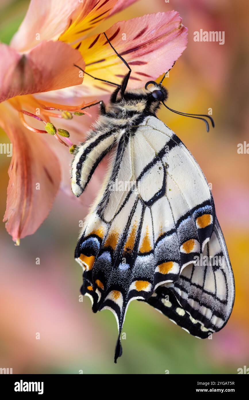 USA, Washington State, Sammamish. Eastern tiger swallowtail buttery on ...