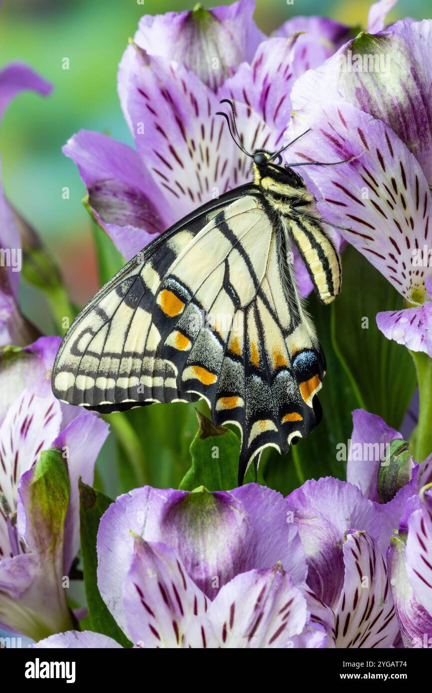 USA, Washington State, Sammamish. Eastern tiger swallowtail buttery on ...