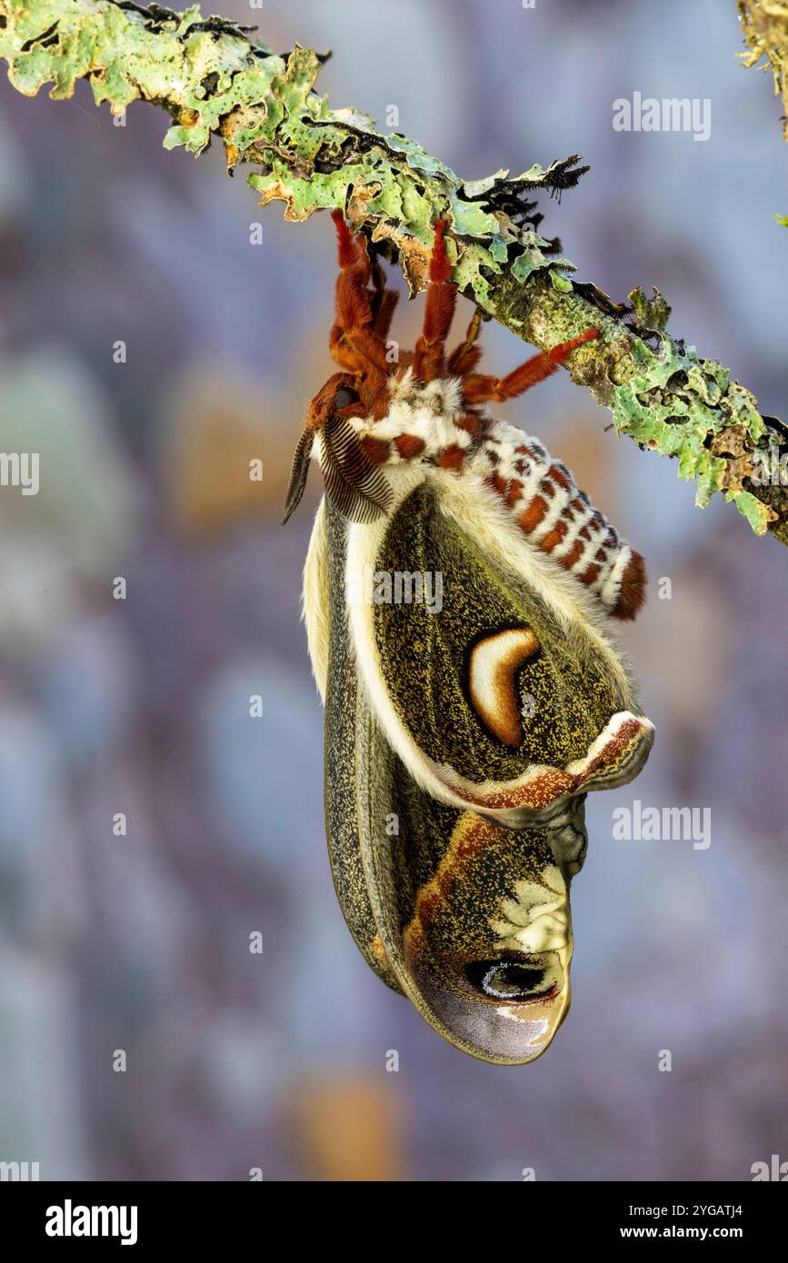 USA, Washington State, Sammamish. Red robin silk moth expanding its new ...