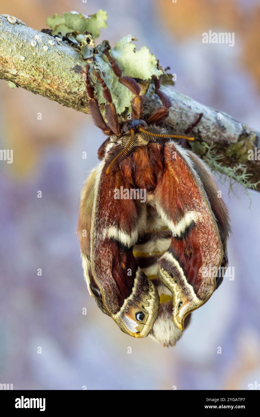 USA, Washington State, Sammamish. Columbia silk moth just after ...