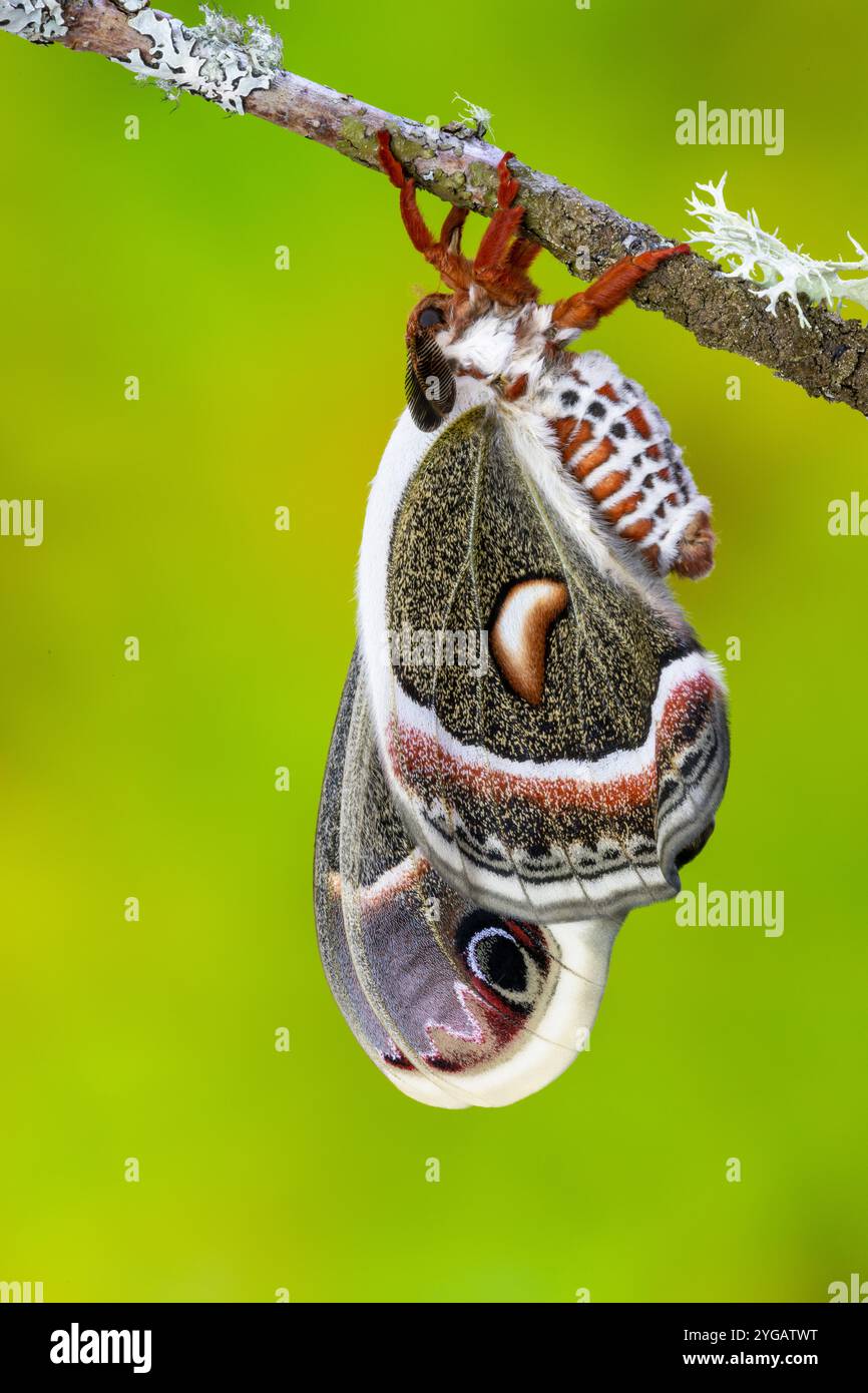 USA, Washington State, Sammamish. Red robin silk moth, Hyalophora ...