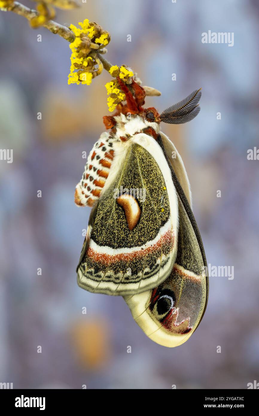 USA, Washington State, Sammamish. Red robin silk moth Stock Photo - Alamy