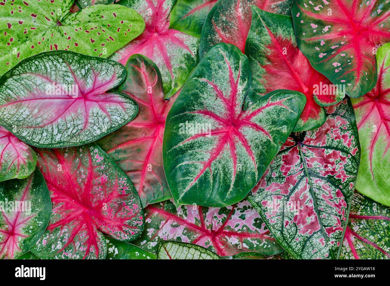 USA, Washington State, Sammamish. Tropical caladium leafed plants on ...