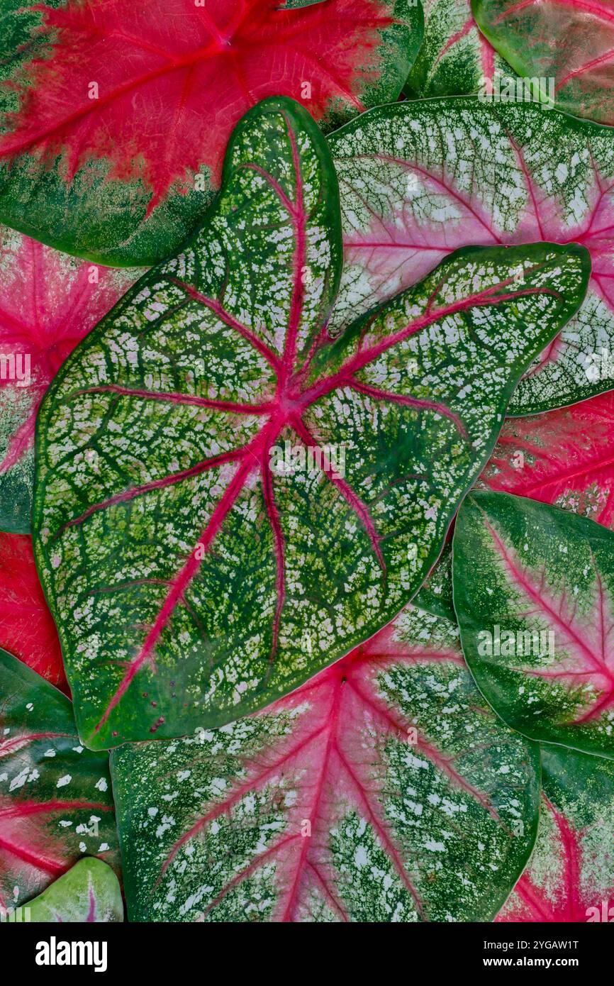 USA, Washington State, Sammamish. Tropical caladium leafed plants on ...