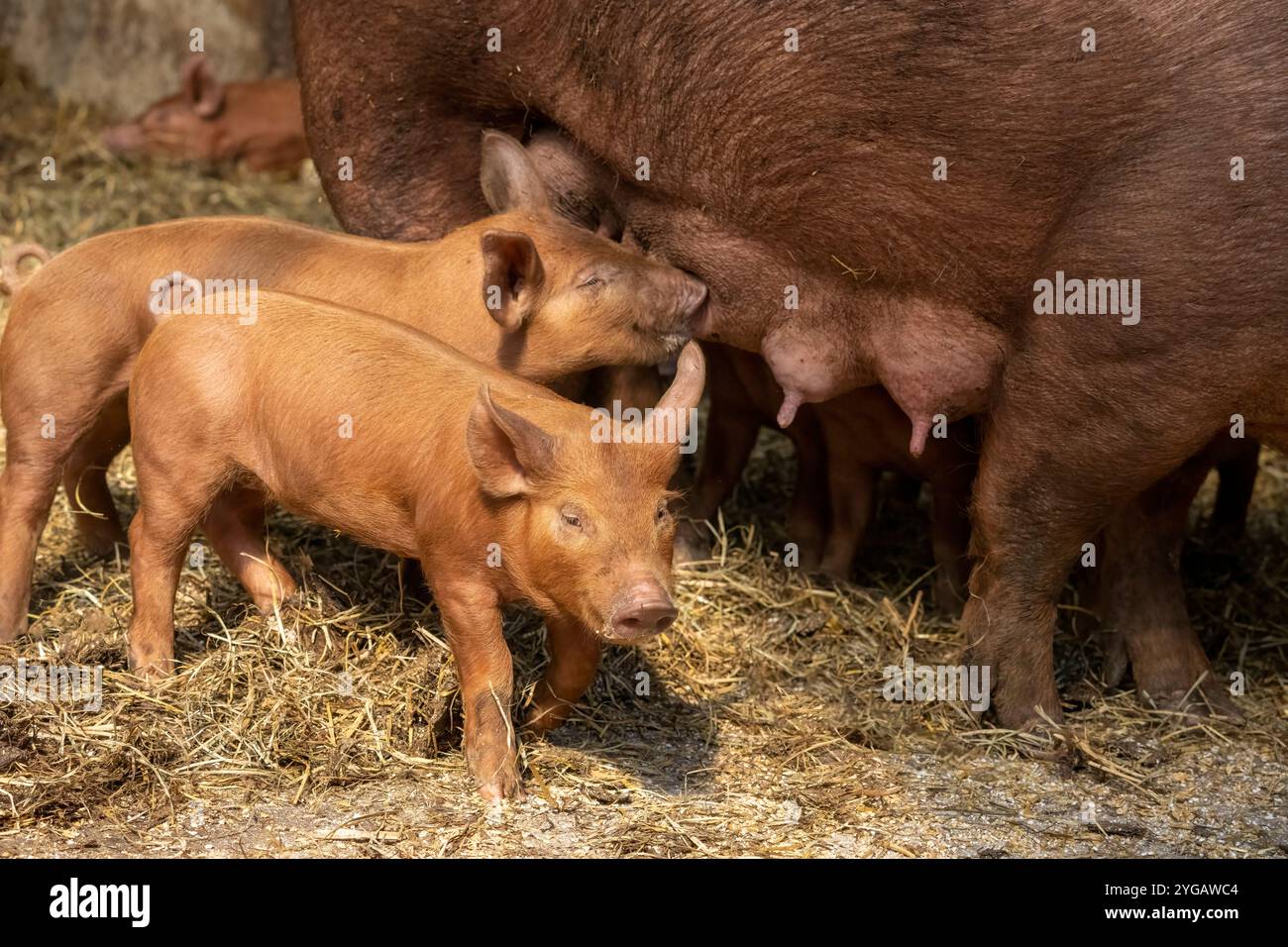 Chimacum, Washington State, USA. Tamworth pig sow standing while ...