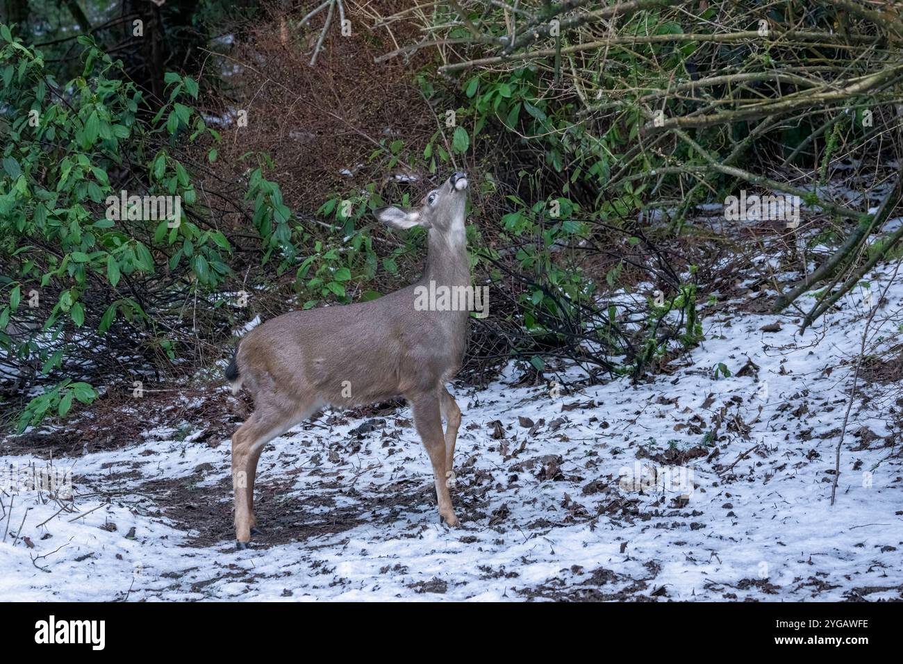 Issaquah, Washington State, USA. Female Columbian Black-tailed Deer in ...