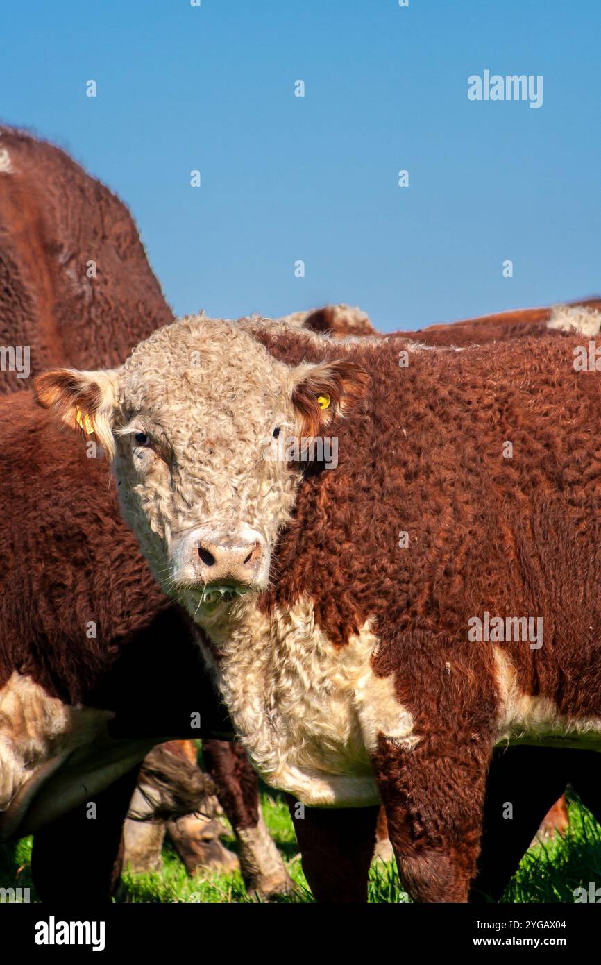 Herd of Hereford cattle on the pasture in brazilian ranch Stock Photo ...