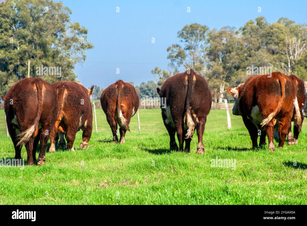 Herd of Hereford cattle on the pasture in brazilian ranch Stock Photo ...