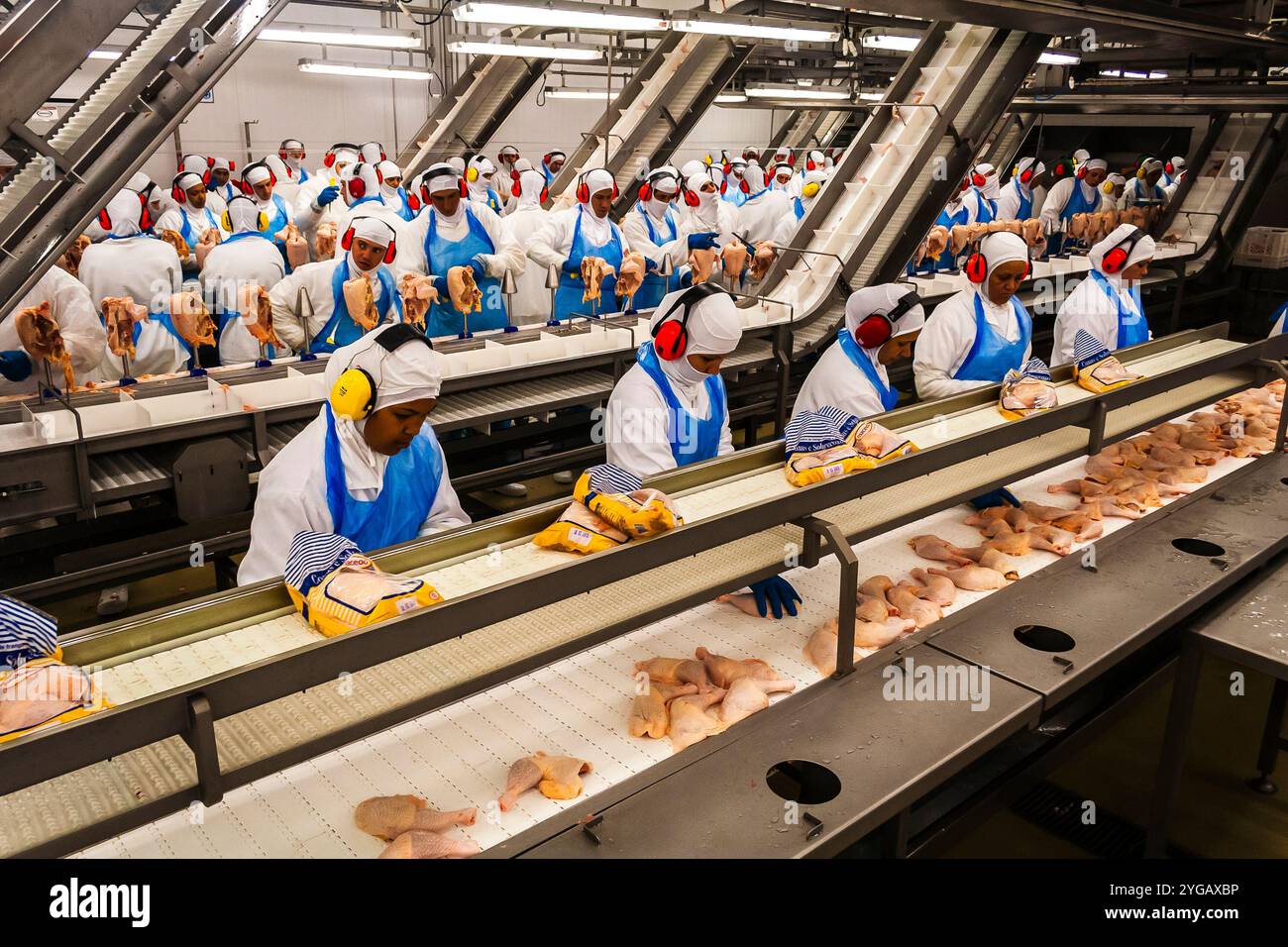 Beef farm industrial brazil hi-res stock photography and images - Alamy