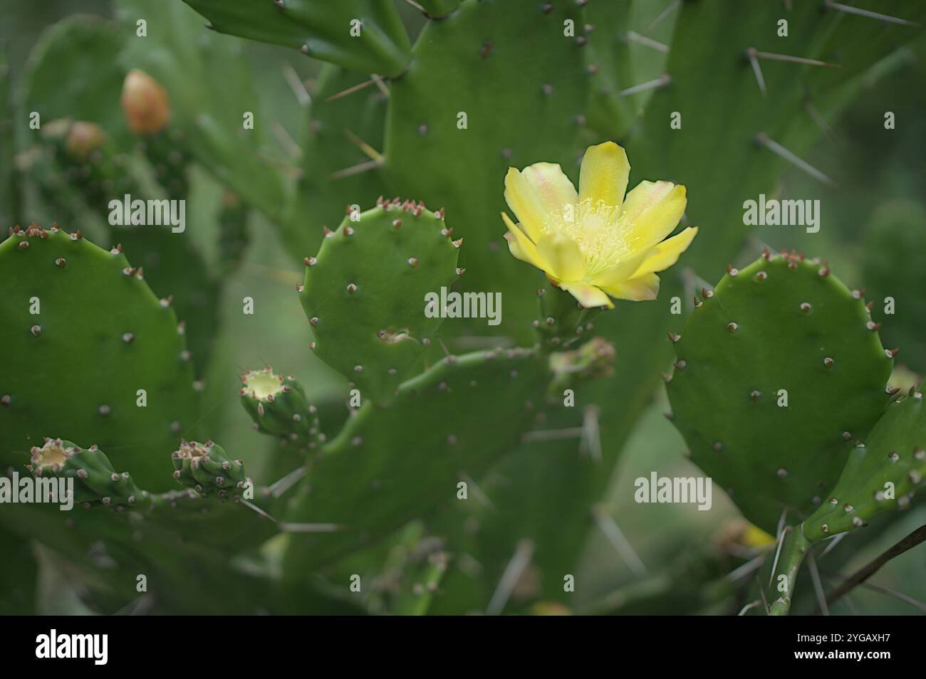 Wild blooming cactus.Opuntia cochenillifera Stock Photo - Alamy