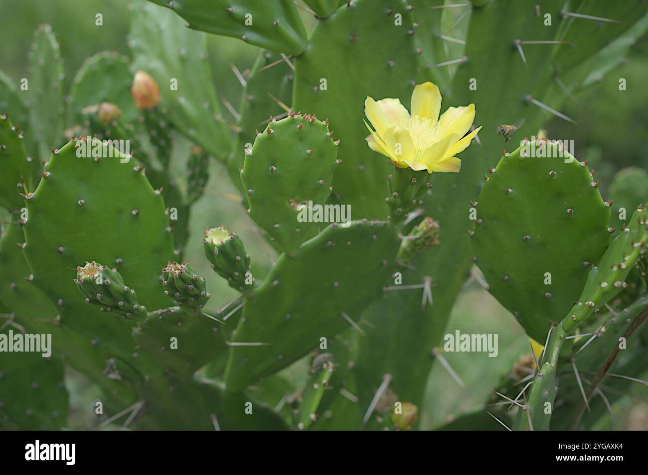 Opuntia cochenillifera kaktus hi-res stock photography and images - Alamy