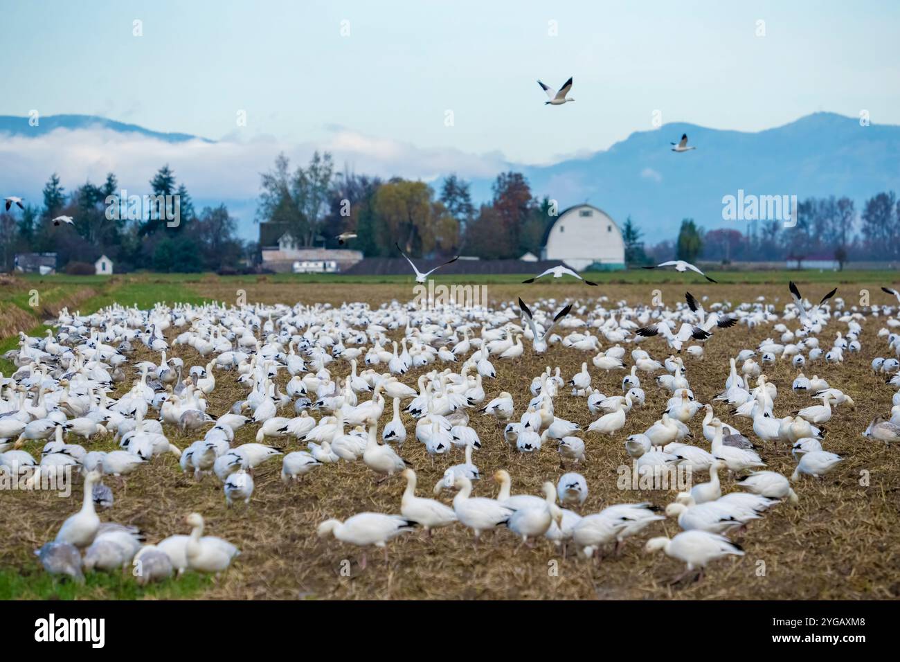 La Conner, Washington State, USA. Flock of snow goose in a fallow farm ...