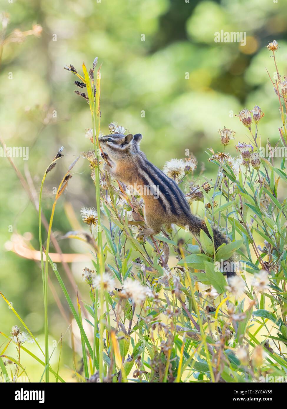 Washington State, Mount Rainier National Park. Townsend's chipmunk ...