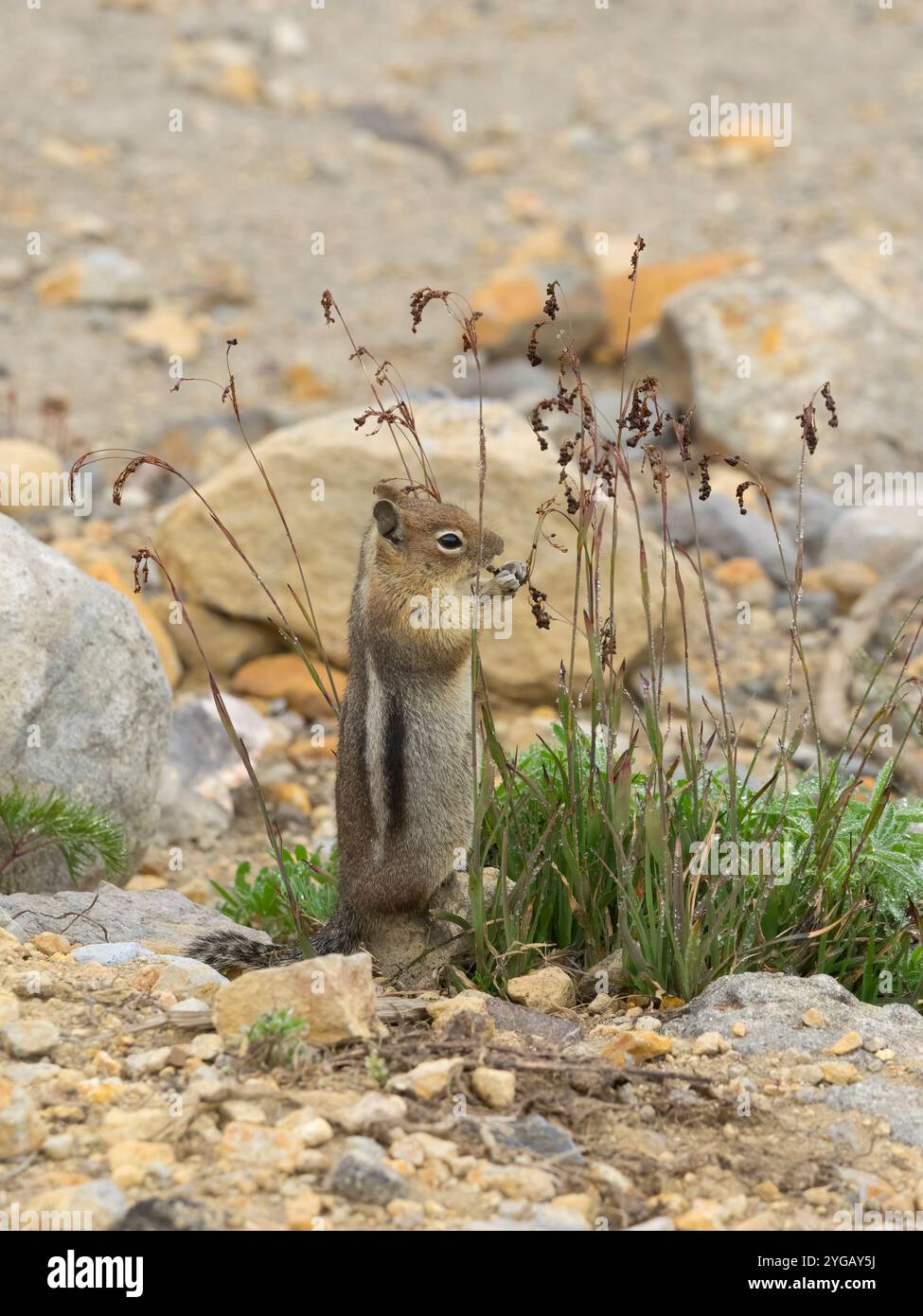 Washington State, Mount Rainier National Park. Golden mantled ground ...