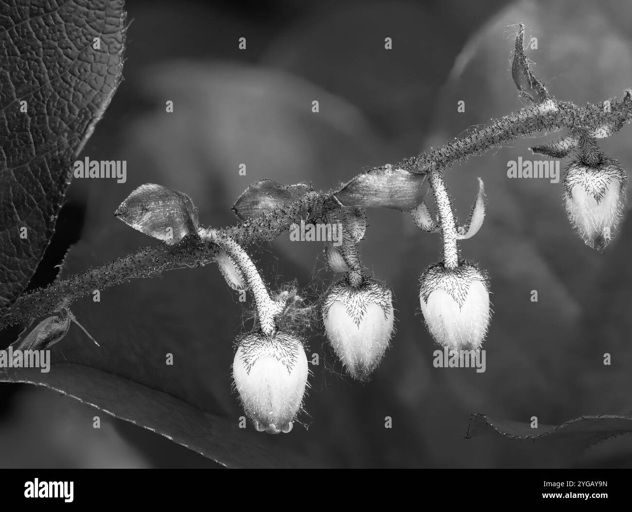 Gaultheria shallon Black and White Stock Photos & Images - Alamy