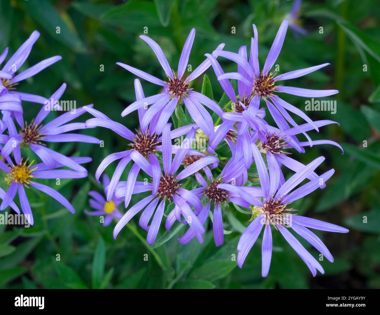Washington State, Mount Rainier National Park. Group of subalpine daisy ...