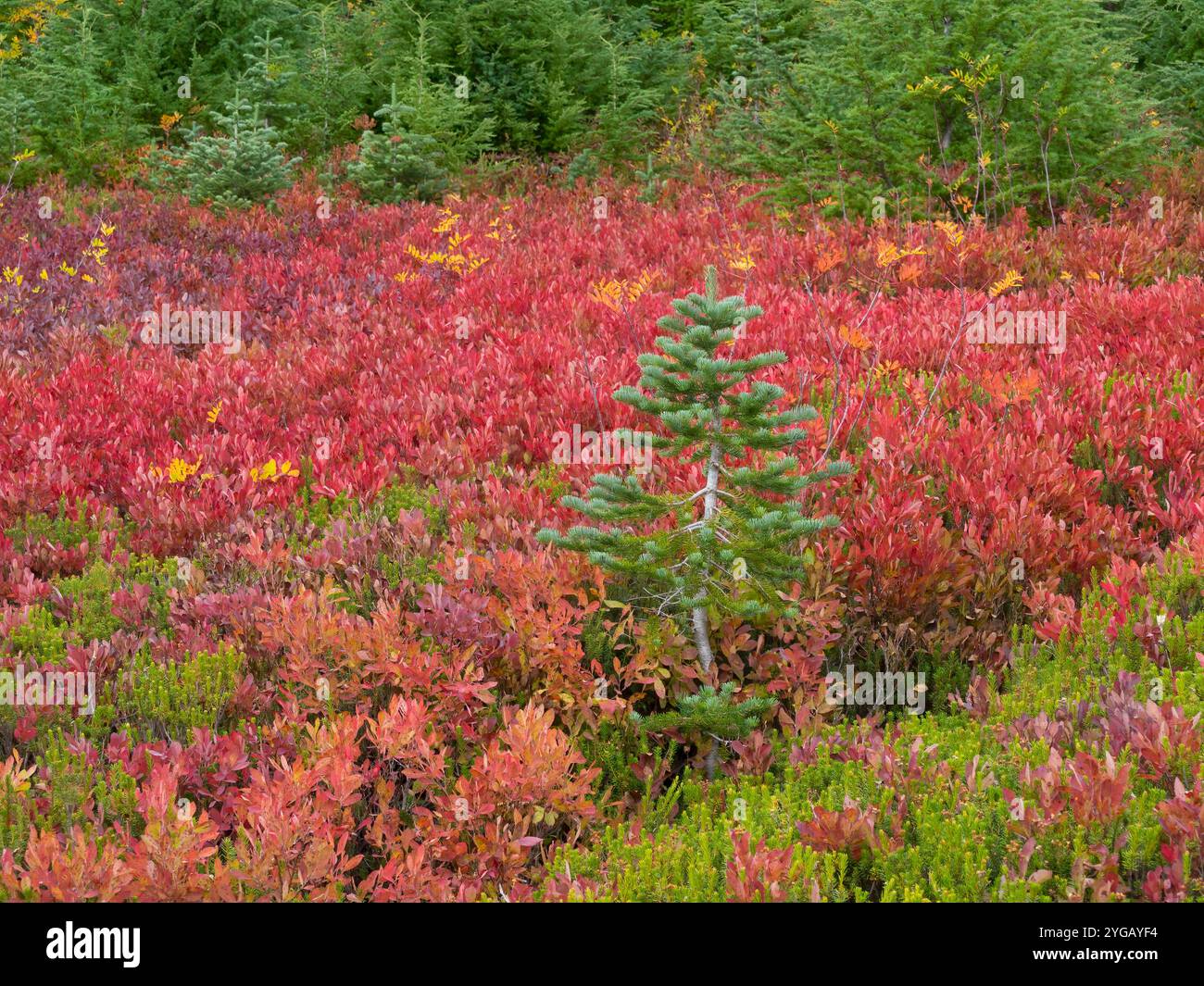 Washington State, Mount Rainier National Park. Colorful red huckleberry ...