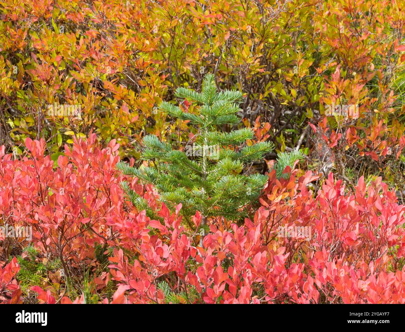 Washington State, Mount Rainier National Park. Colorful red huckleberry ...
