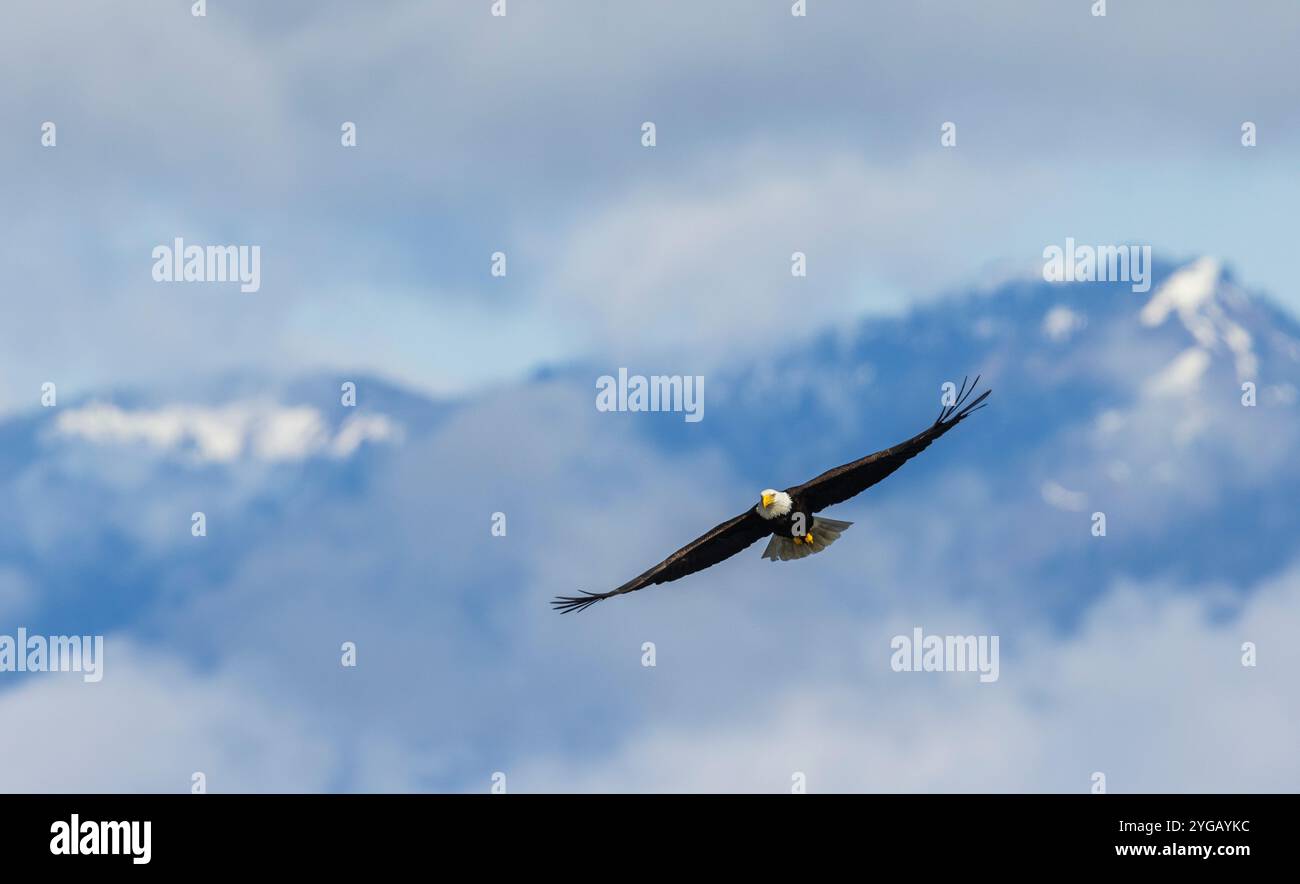 Bald eagle flying through clearing storm, Washington State, USA Stock ...