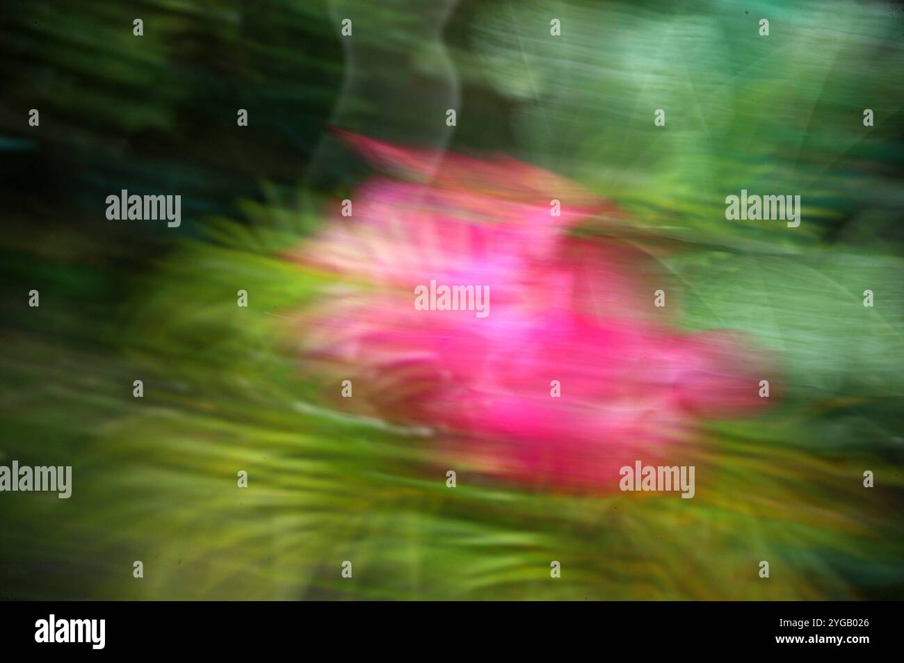abstract blurred flower background by using zooming and panning ...