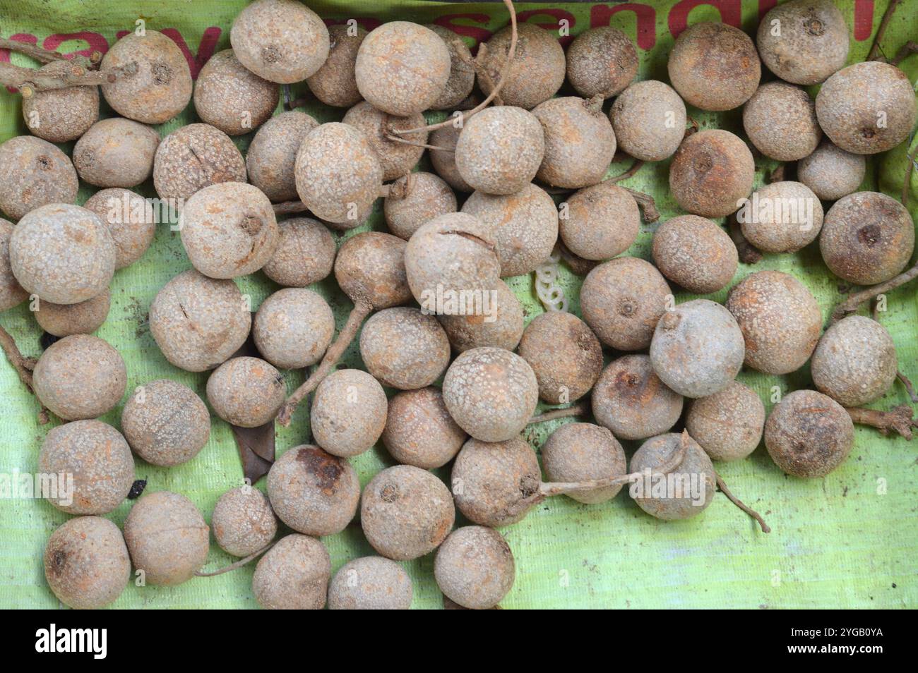 Kapul fruit or tampui (Baccaurea macrocarpa), one of forest fruits from ...