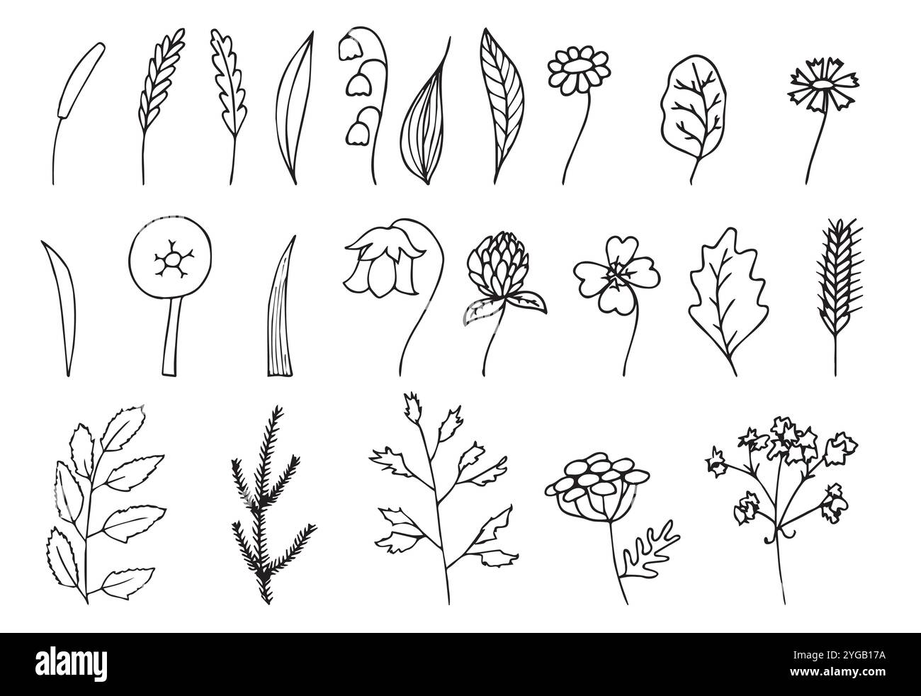 Hand-drawn set of herbs, plants, twigs and wild flowers.Vintage vector botanical elements for ...
