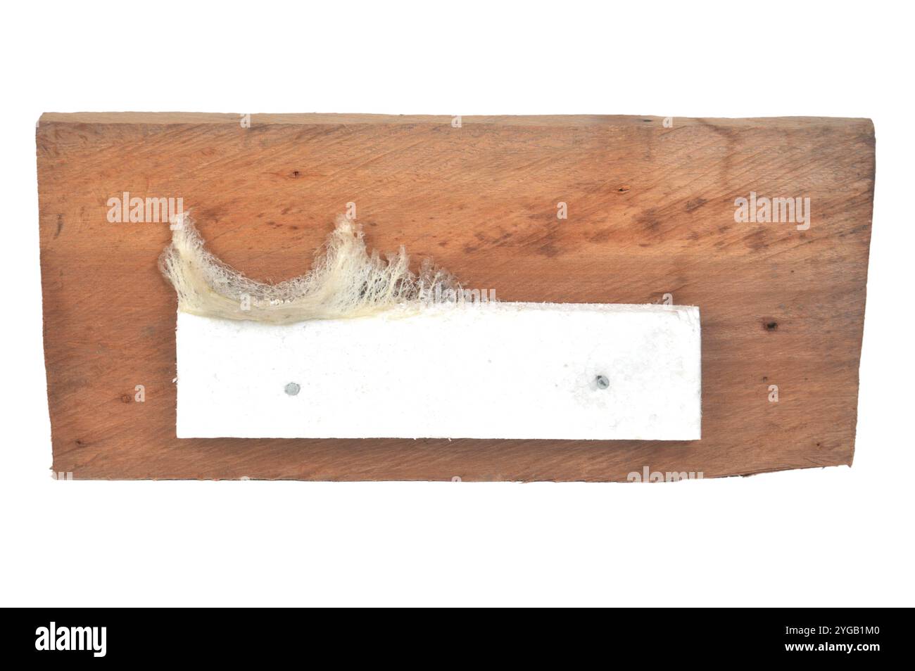 Cork cultivation Cut Out Stock Images & Pictures - Alamy