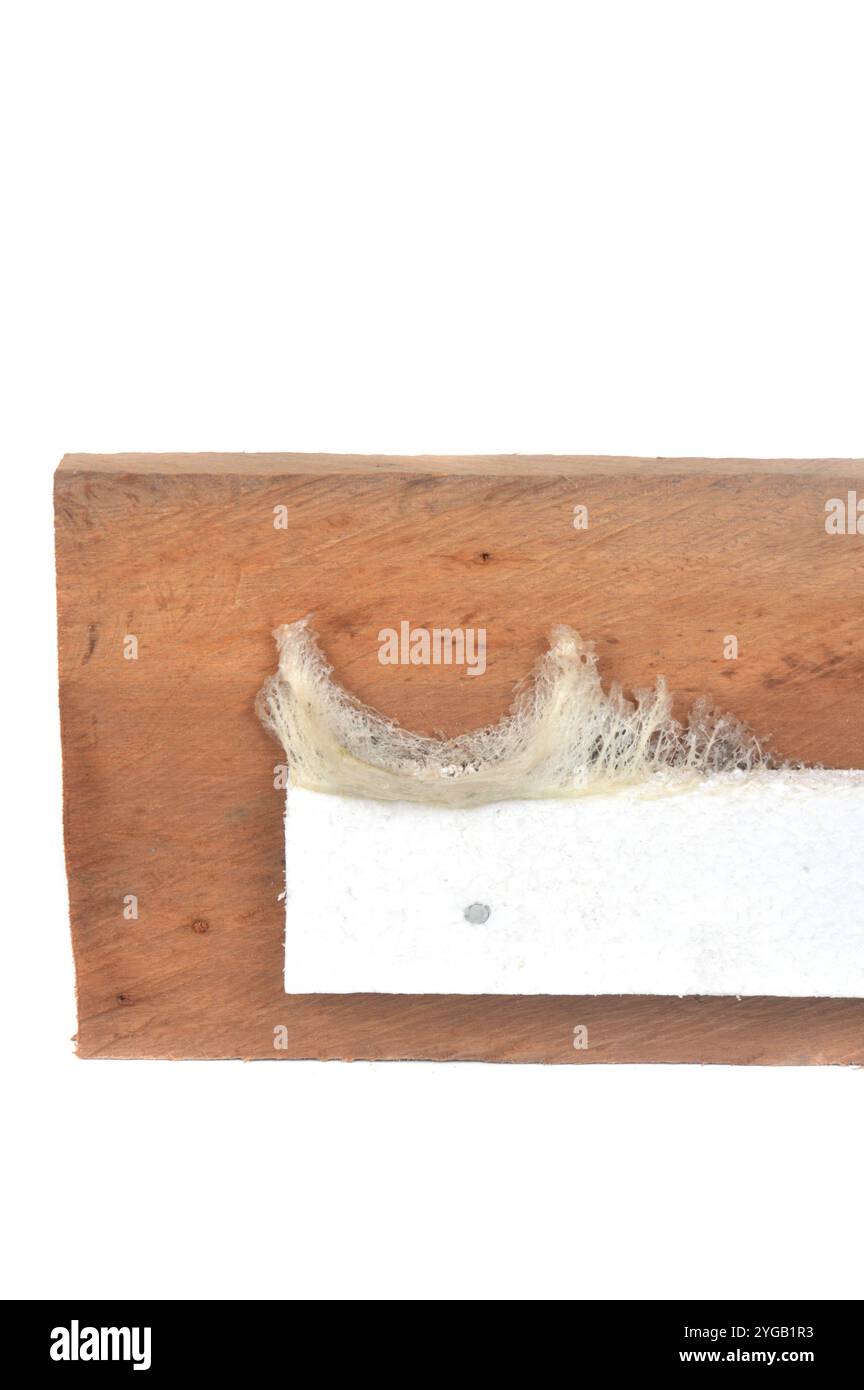 swallow's nest made of swallow's saliva on cork and sticky on a wooden ...