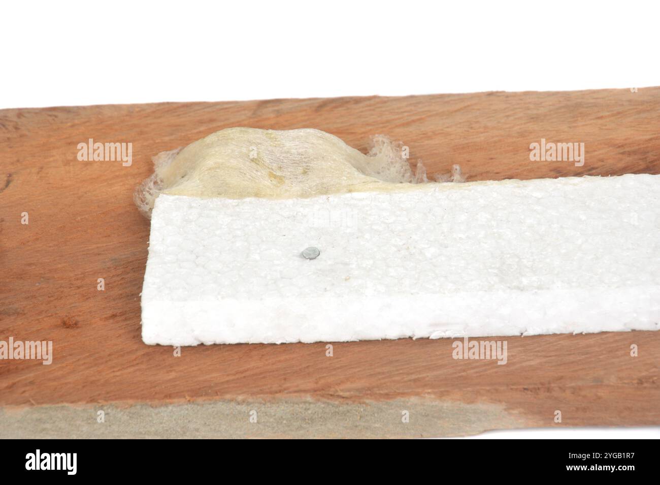 swallow's nest made of swallow's saliva on cork and sticky on a wooden ...