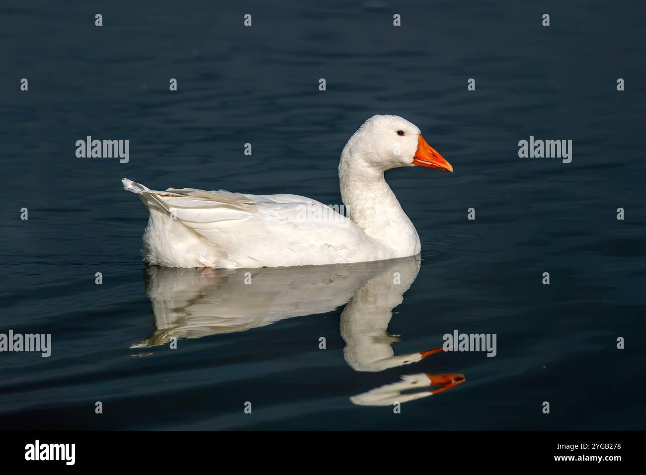 white geese swimming in the river. poultry farming on the farm. Goose ...
