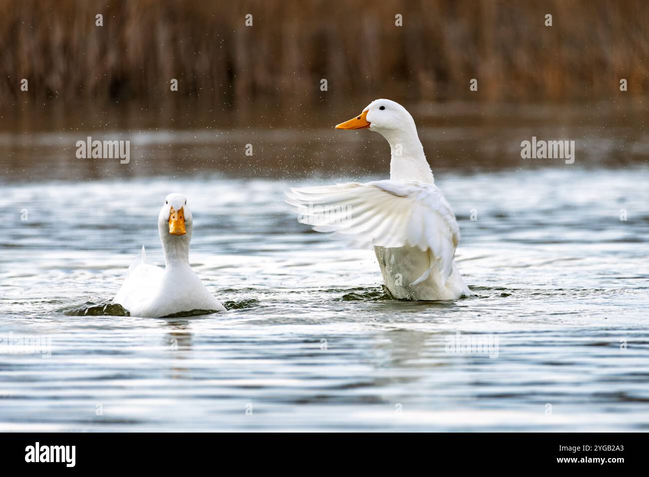 beautiful, adolescent white-morph snow goose at the edge of a lake. The ...