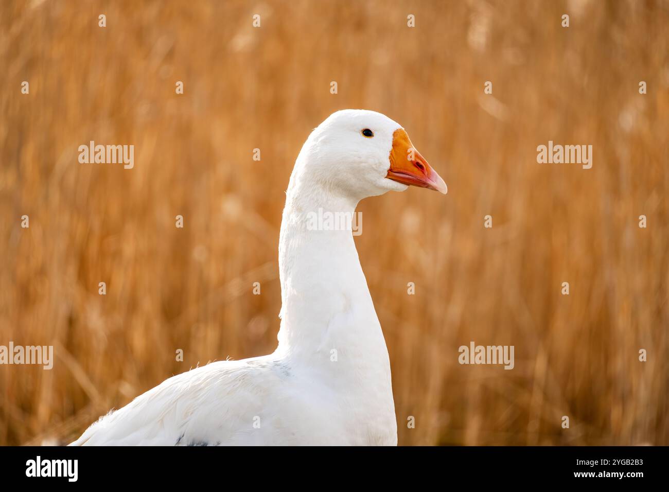 white goose standing on grass. Geese in nature. Poultry farming in the ...
