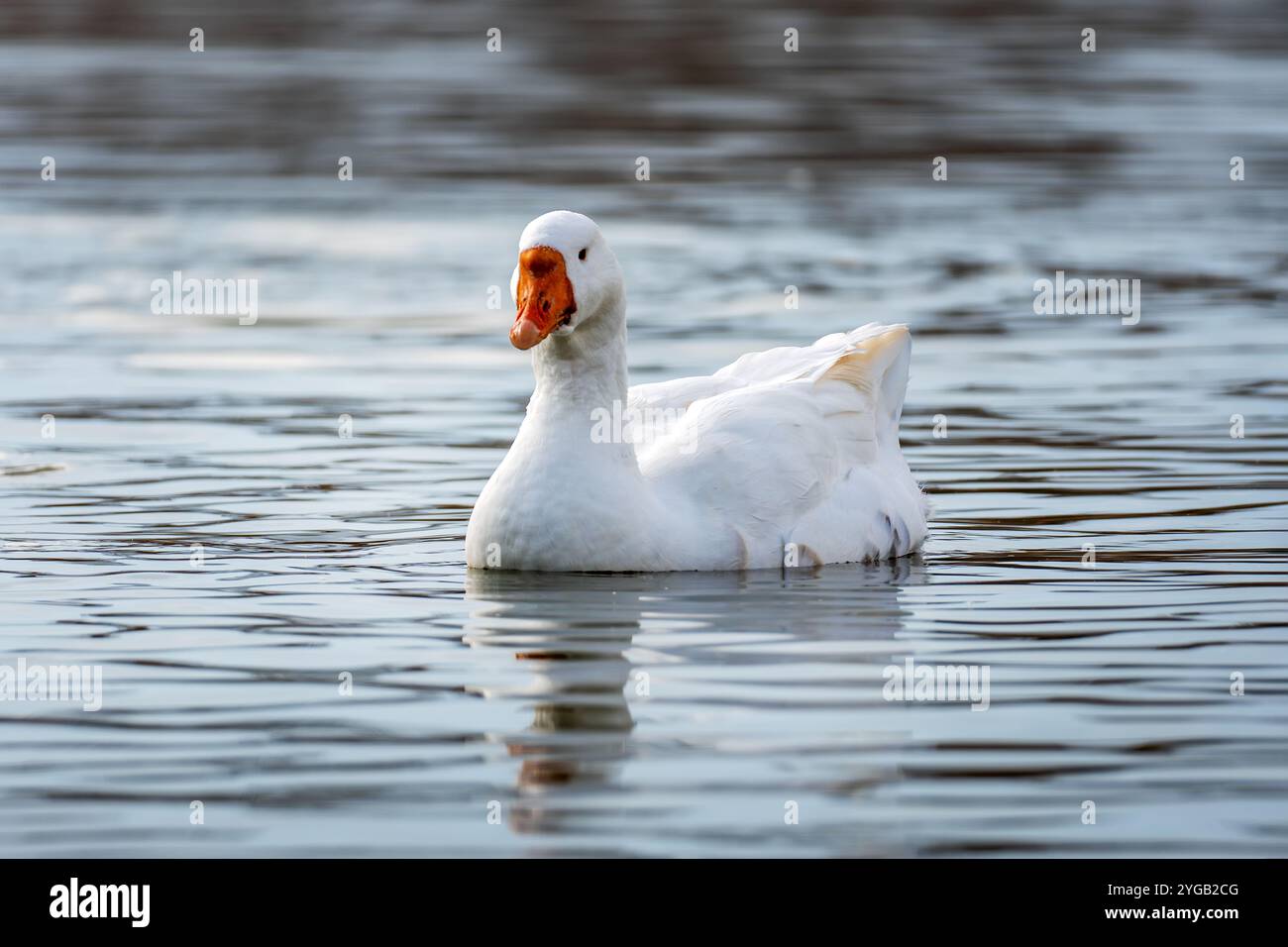 one domestic goose swim in an artificial pond. concept of poultry ...