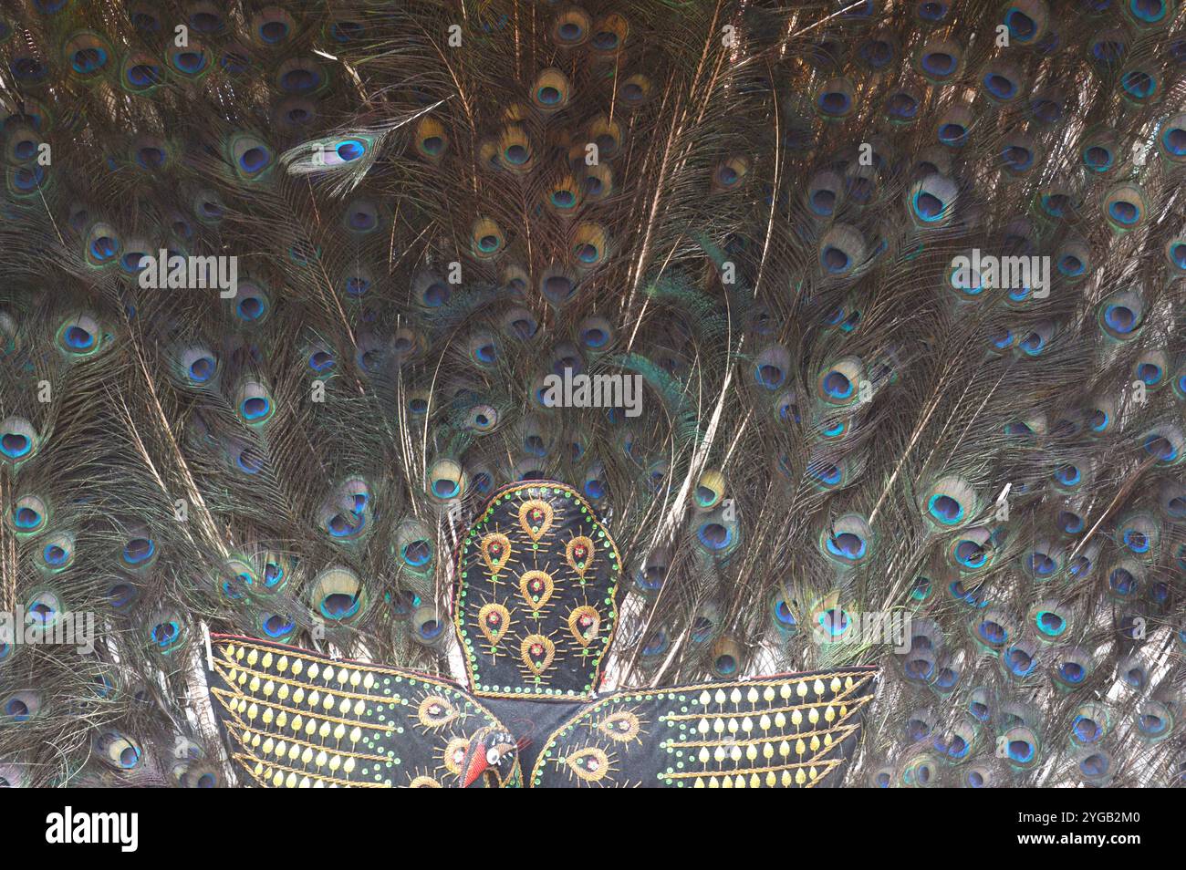 the pattern and color of peacock feathers background Stock Photo - Alamy
