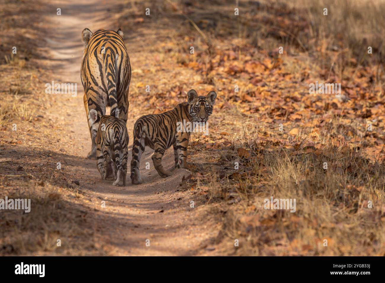 Tiger mother cub eye contact hi-res stock photography and images - Alamy