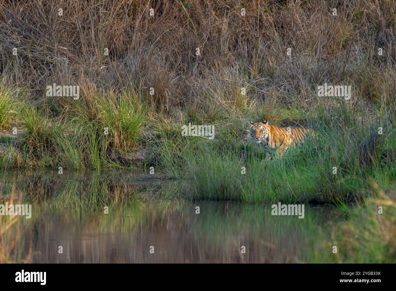 wild bengal female tiger or panthera tigris at bandhavgarh national ...