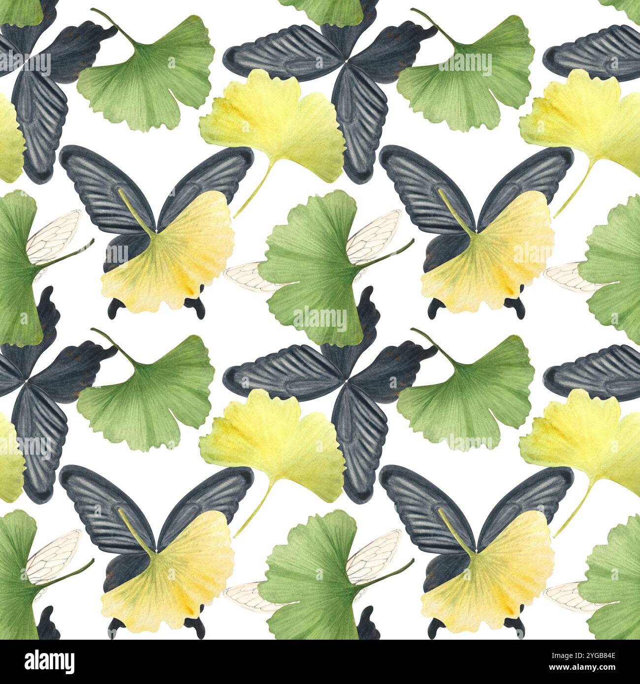 Ginkgo leaves, black Swallowtail butterfly, creamy insect wings ...