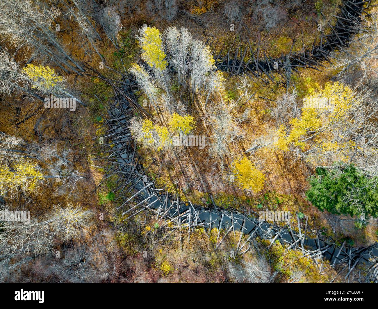Aerial view of a log jam along a creek in the North Cascades ...