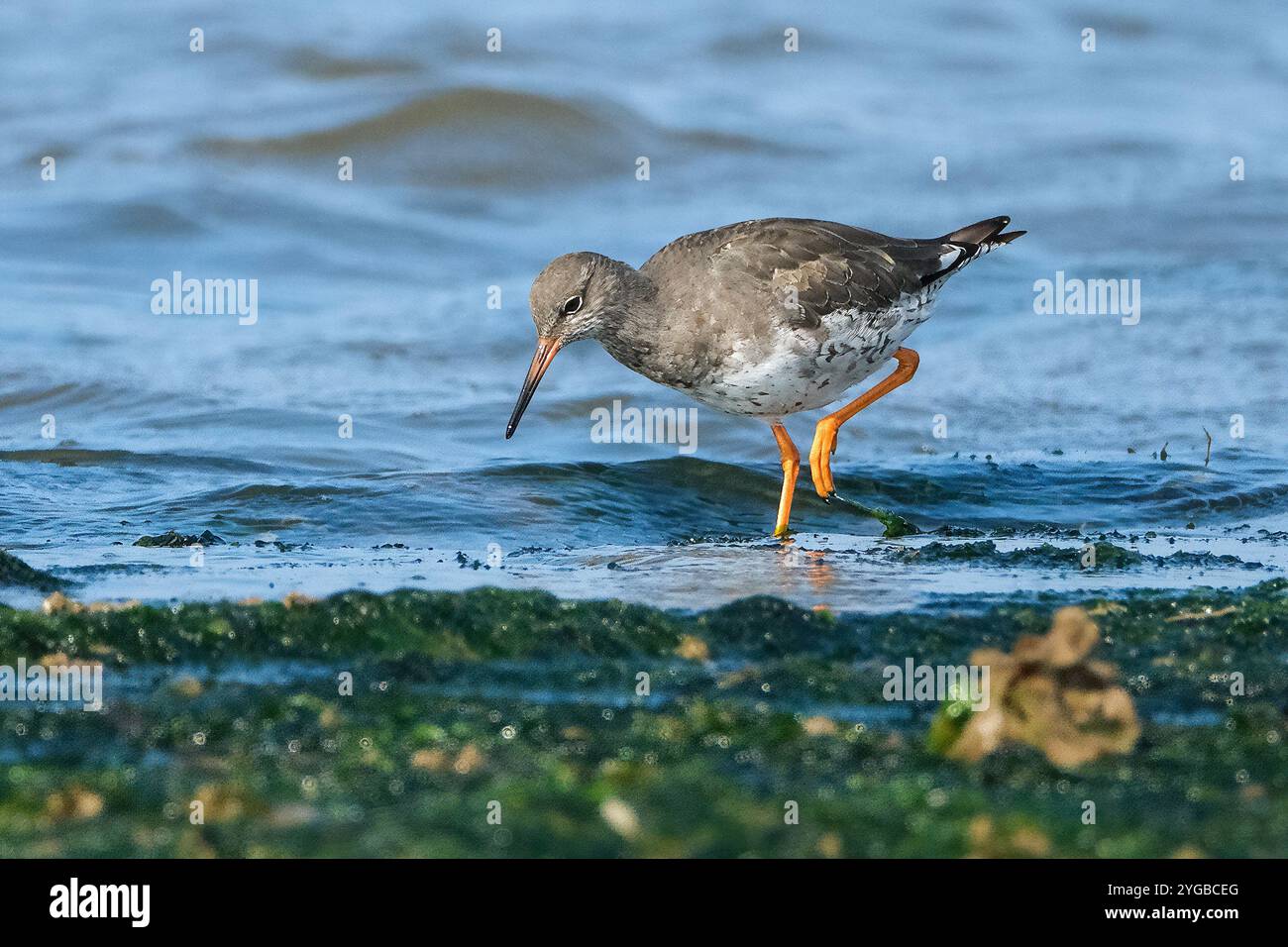 Bar tailed godwit bird beautiful color detail in natural habitat Stock ...