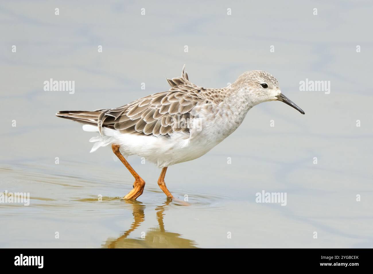 Sandpipers in habitat hi-res stock photography and images - Alamy