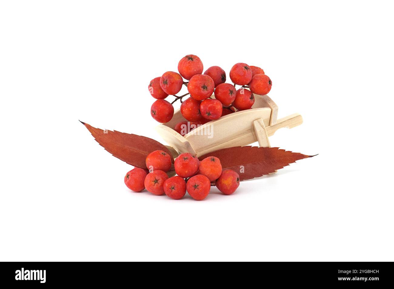 A collection of vibrant red autumn berries spilling from a small wooden ...