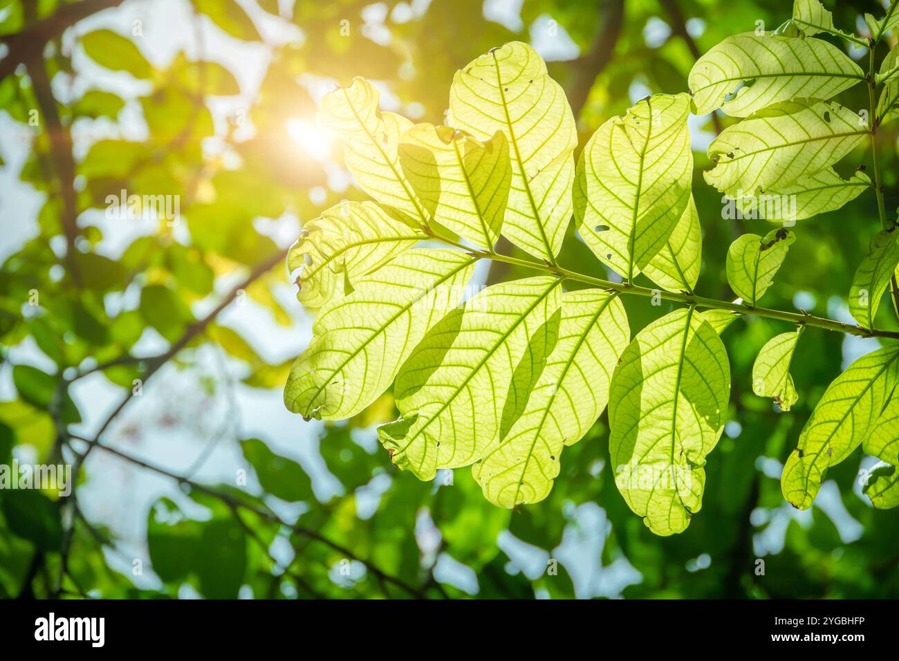 Morning Green plant leaf chlorophyll photosynthesis. Tree fresh lush ...