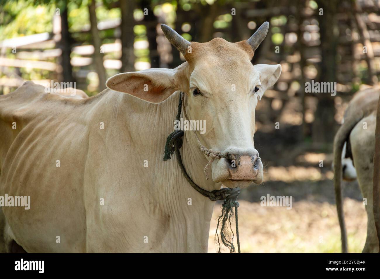 Southeast Asian native Thai cow cattle located in northern or Isaan ...