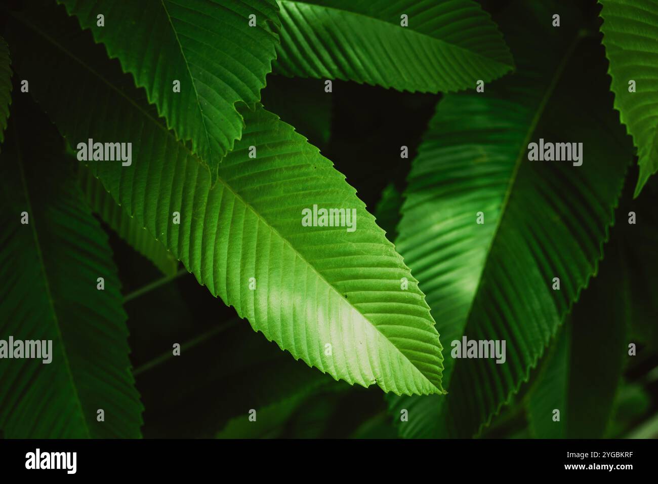 Green serrate plant leaves for nature photography background Stock ...