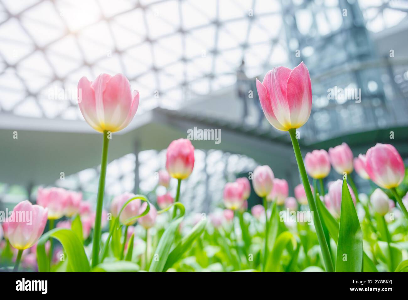 Pink Tulips Flower Are Grown Indoor Office Business Building An Air ...