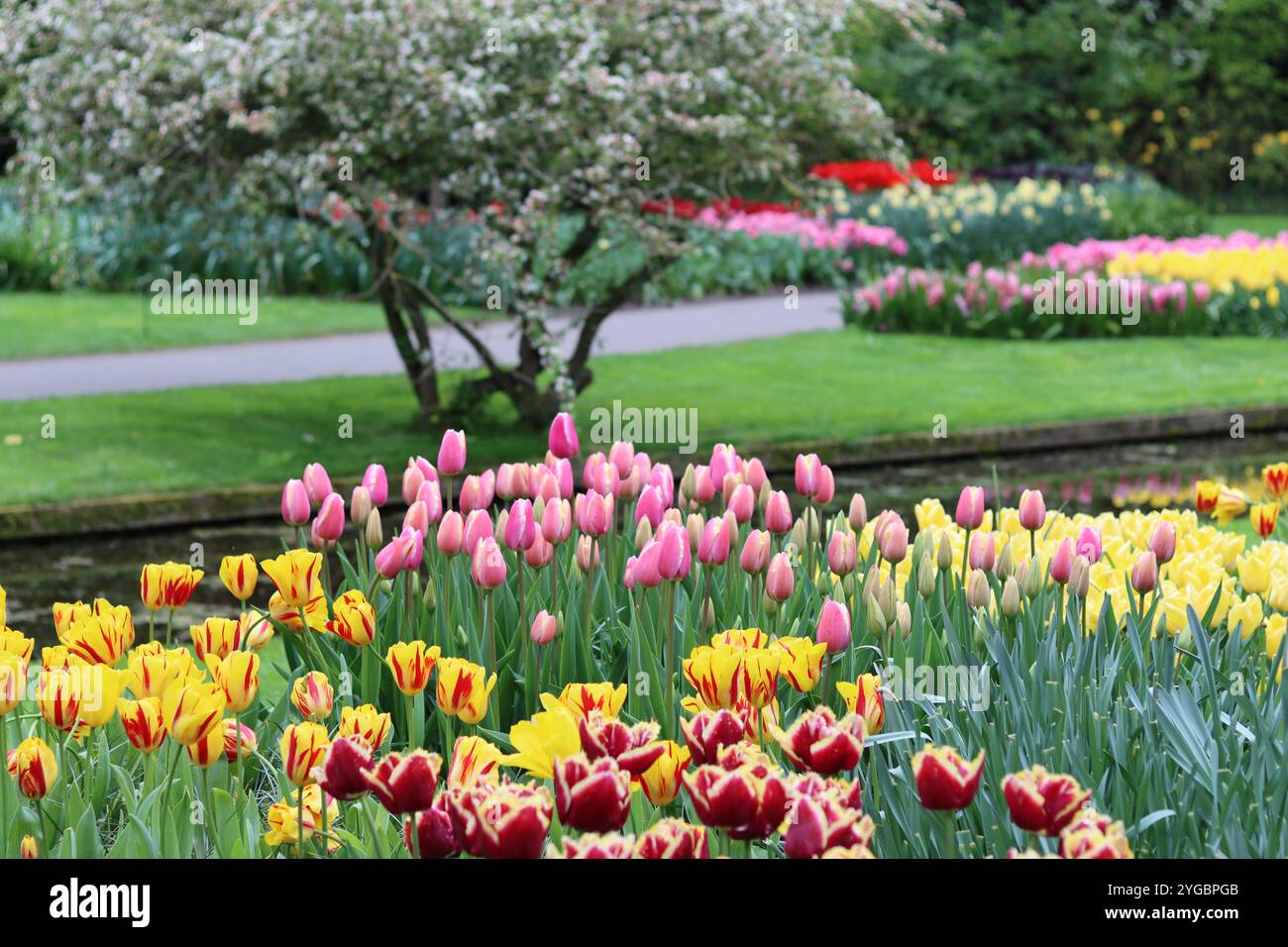 Tulip flower beds spring hi-res stock photography and images - Alamy
