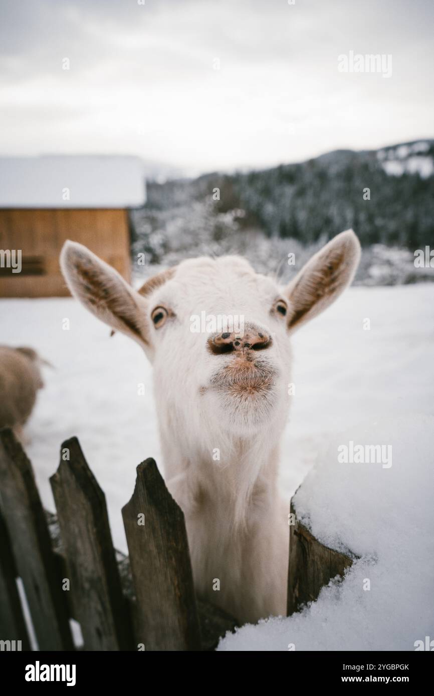 Curious Goat in Snowy Winter Stock Photo - Alamy